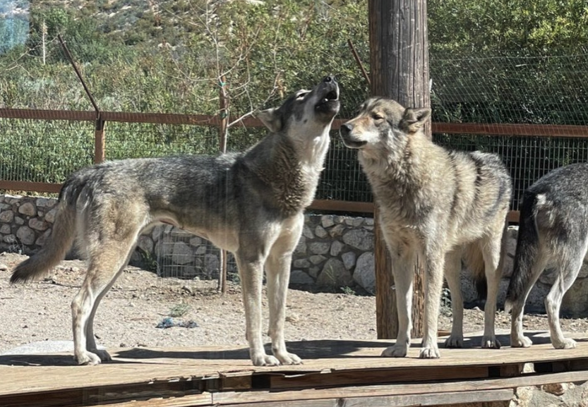 Wolf Sanctuary Reconnecting Humans with Nature Just Outside L.A ...