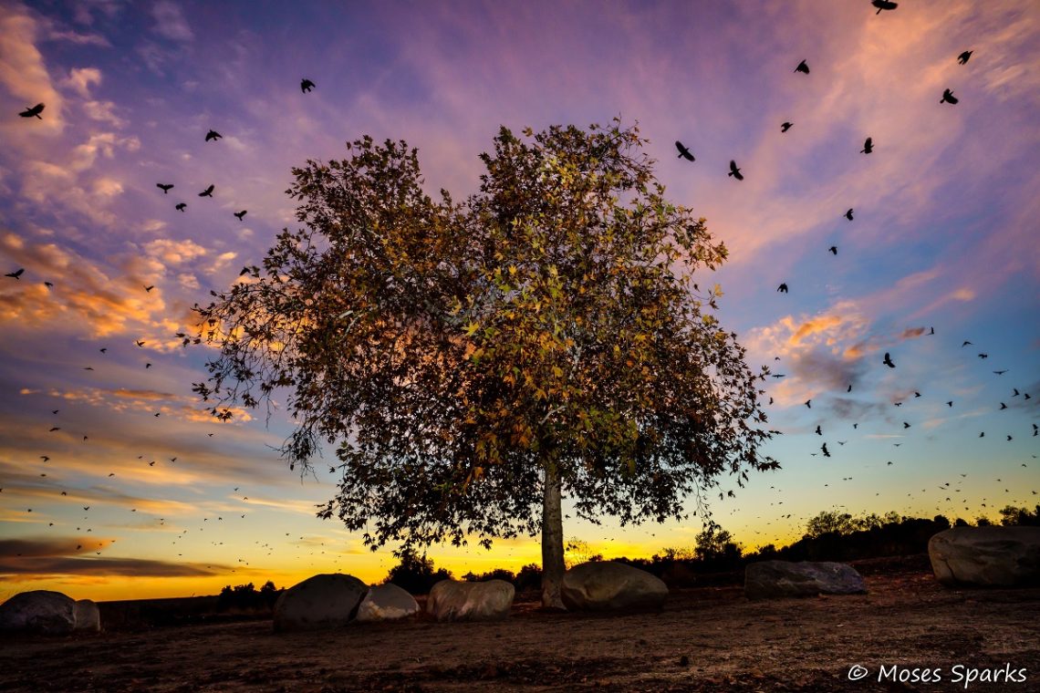 Awaken Your Senses with Moses Sparks' Tree Portraits in the Santa ...